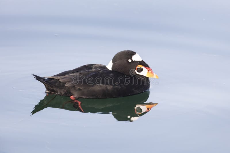 Surf Scoter bird stock photo. Image of vancouver, north - 163591316