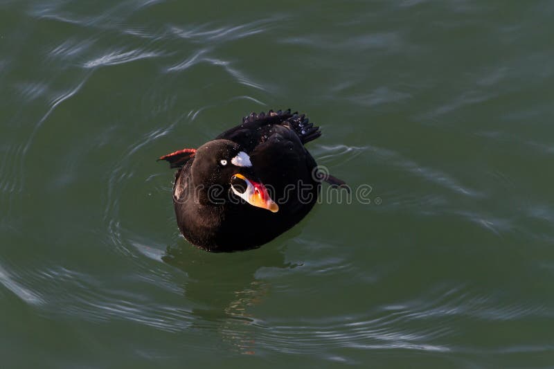 Surf Scoter bird stock image. Image of canada, yellow - 143375337