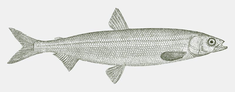 Surf Smelt, a Marine Fish from the Eastern Pacific in Side View Stock ...