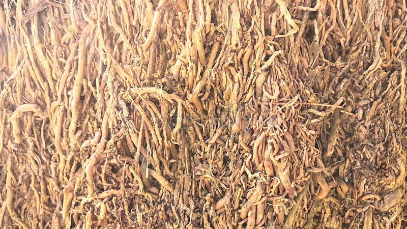 Surface aerial tree roots stock footage. Video of green - 165462152