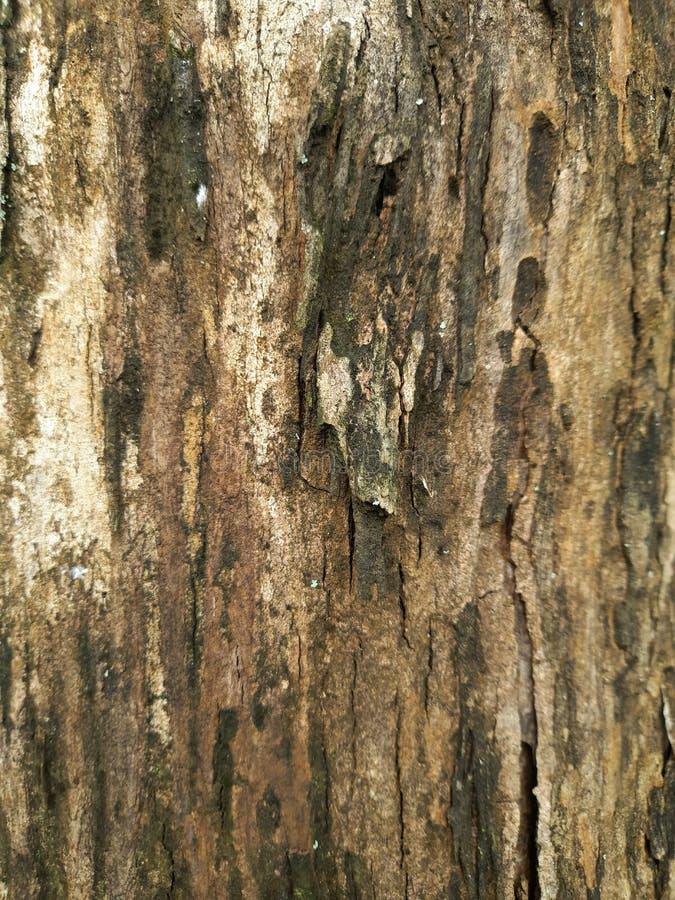 Tree Bark with a Rough Surface Stock Image - Image of color, colours ...