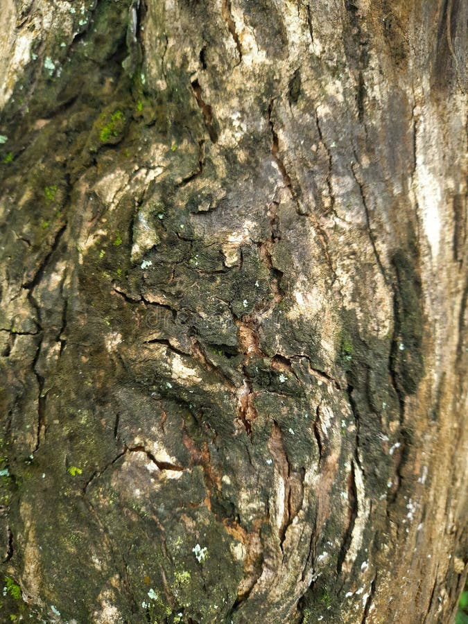 Tree with Rough Textured Bark Stock Photo - Image of bark, effect ...