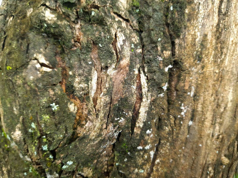 Tree with Rough Textured Bark Stock Photo - Image of concept, branch ...