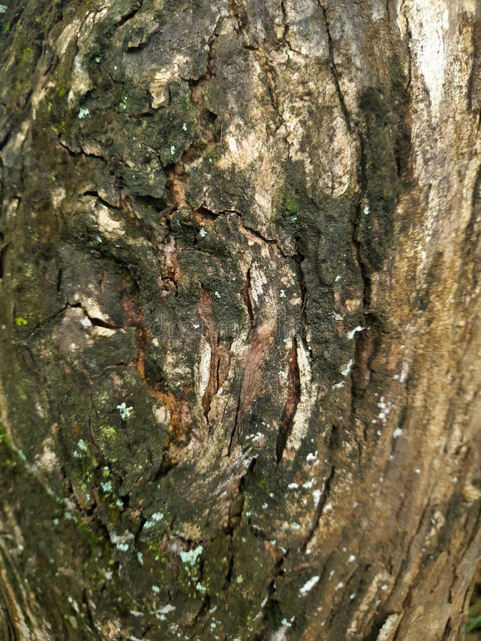 Tree with Rough Textured Bark Stock Photo - Image of abstract ...