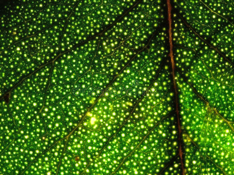 Under the Microscope, a Seemingly Ordinary Piece of Paper Transforms ...