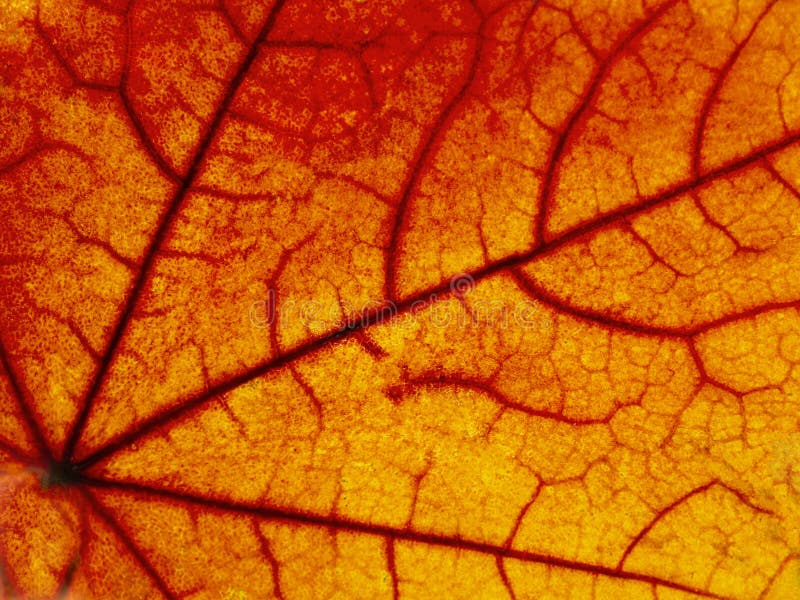 Surface of an Autumn Maple Leaf in the Light, Anatomy, Biological ...
