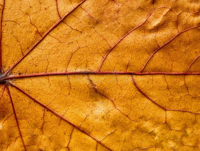 Surface of an Autumn Maple Leaf in the Light, Anatomy, Biological ...