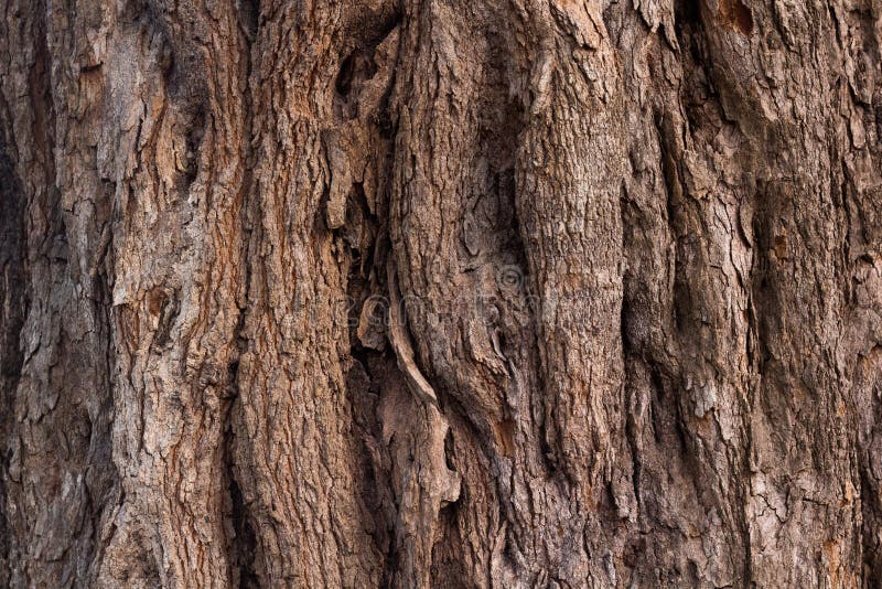 Azadirachta indica tree stock image. Image of wood, trunk - 167793307