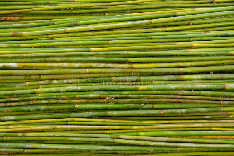 The surface of the bamboo. stock image. Image of detail - 127775549