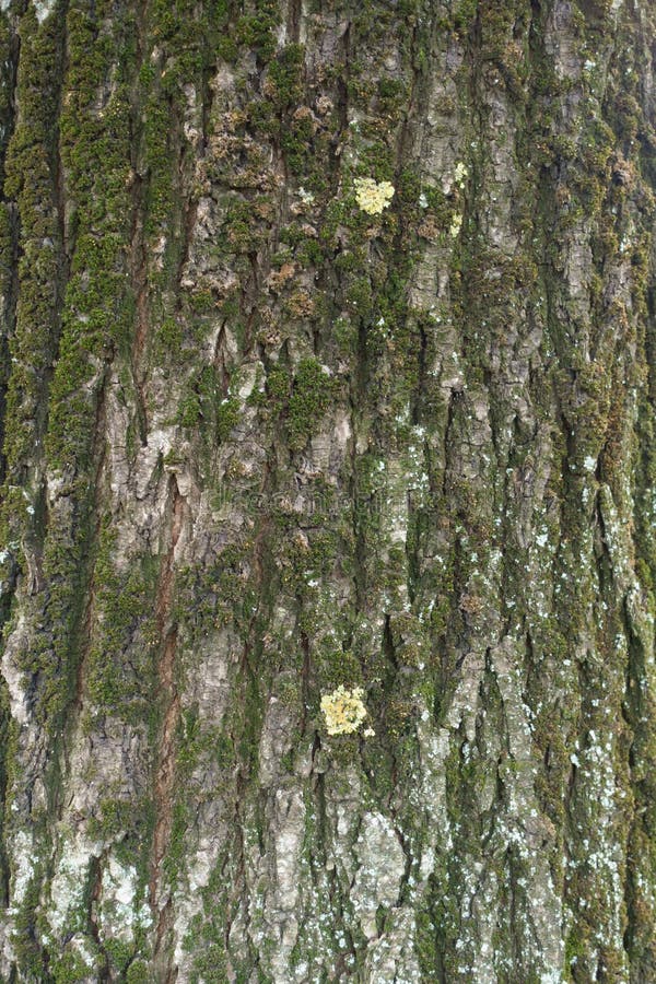 Surface of Bark of European White Elm Covered with Dry Moss and Lichen ...
