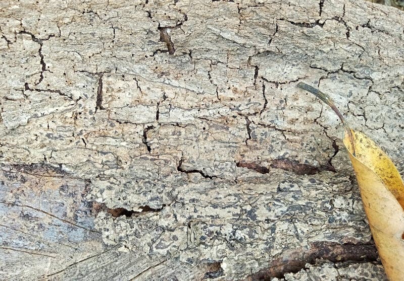 The Surface of the Bark of a Fallen Tree Trunk Looks Artistic. Around ...