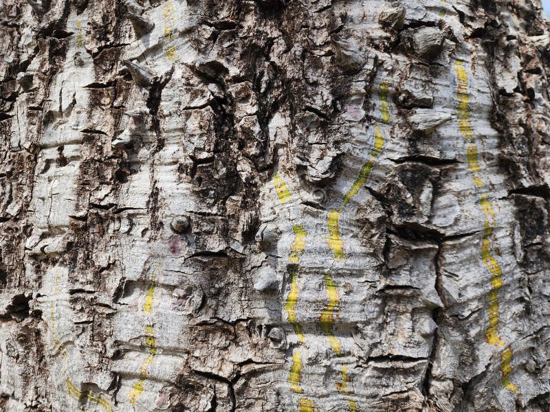 The Surface of the Bark Has a Rough Texture, the Brown Bark Grooves are ...