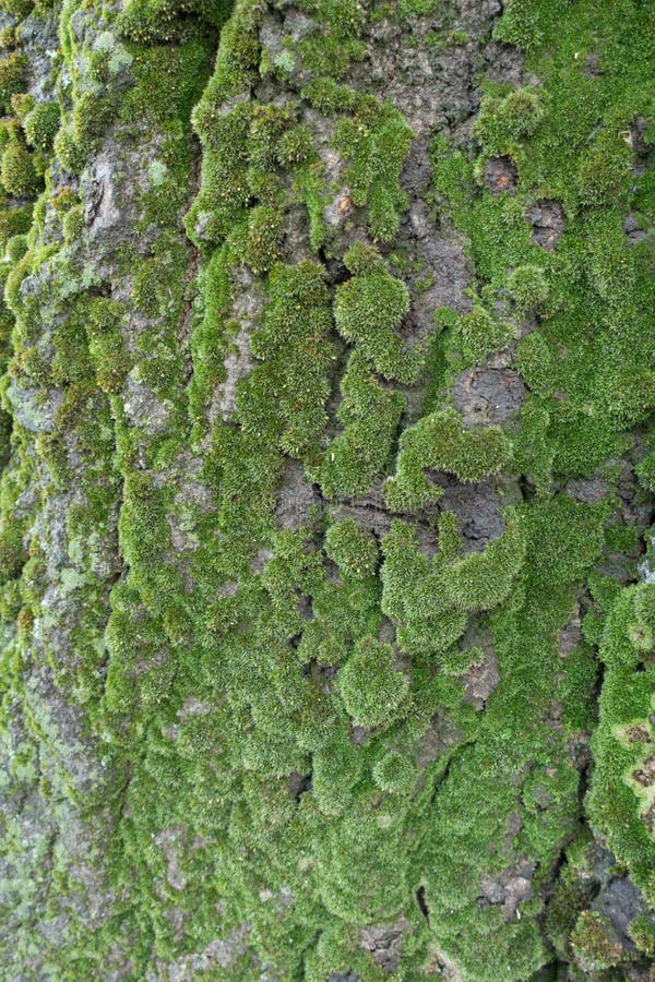 Bark of Silver Poplar Covered with Green Moss Stock Image - Image of ...