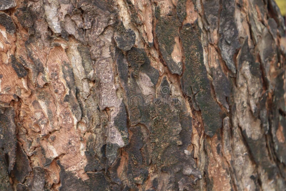 The surface of the bark stock photo. Image of wood, flower - 315657268