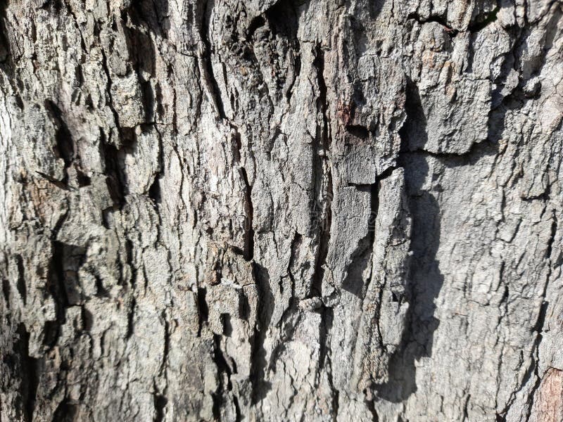 Surface Bark of a Tree, Nature Images Stock Image - Image of rough ...