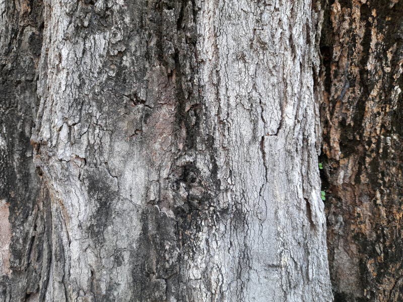Surface bark of a tree stock image. Image of bark, material - 310195397