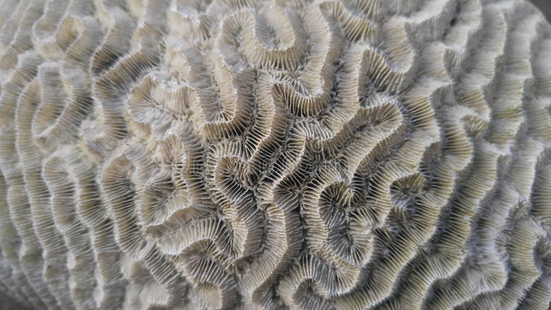 Brain Coral Texture stock image. Image of skeleton, surface - 293605177