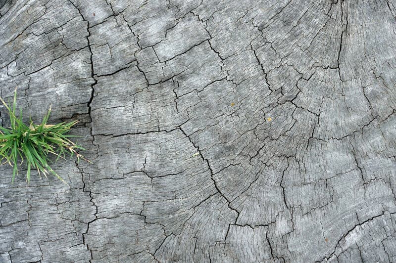 A Surface Broken Pattern Wooden Background with Grass Growing on the ...