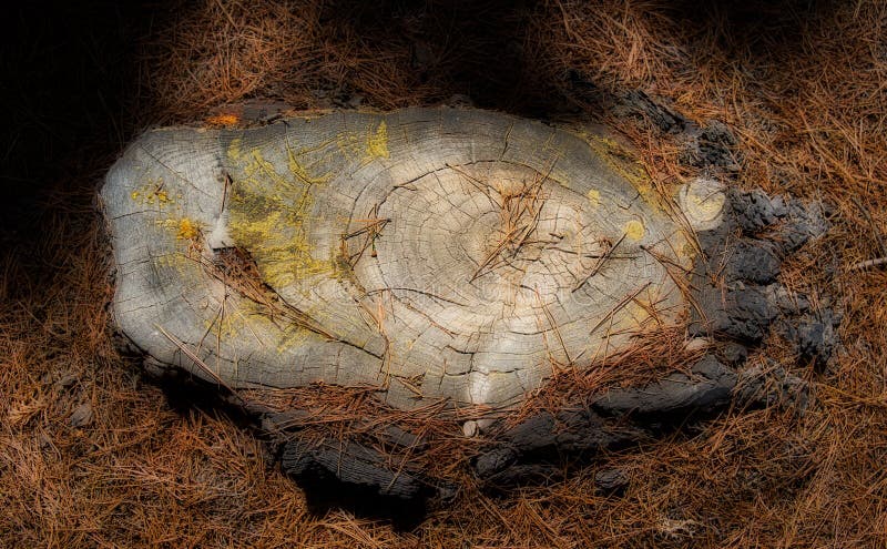 Surface of the Burnt Petrified Tree Stump Stock Photo - Image of trunk ...