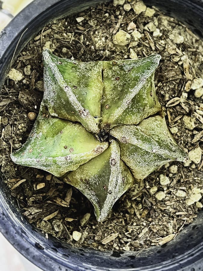 Surface of Cactus Getting Rotten and Dead from Fungal and Bacteria ...