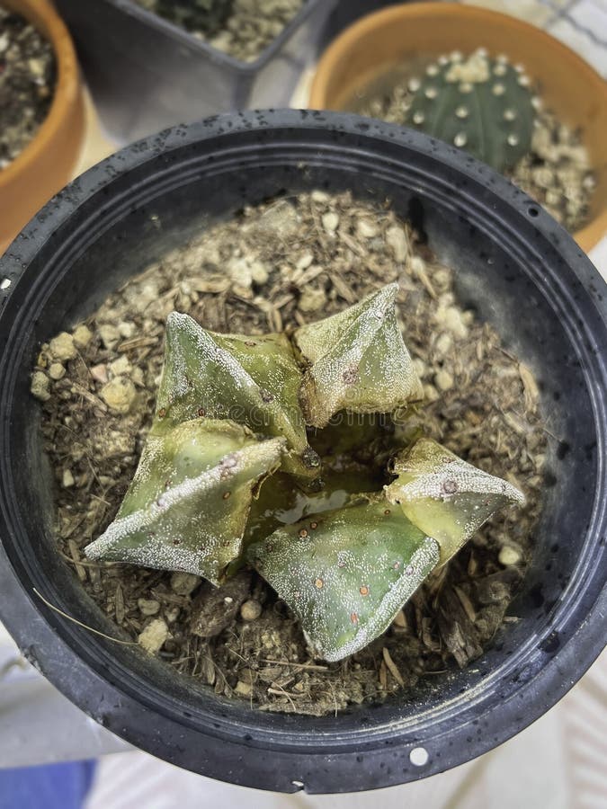 Surface of Cactus Getting Rotten and Dead from Fungal and Bacteria ...
