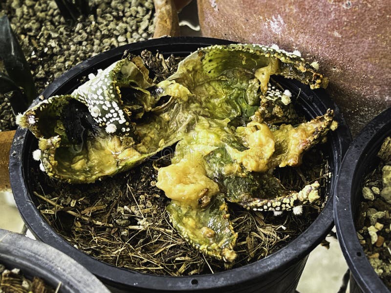 Surface of Cactus Getting Rotten and Dead from Fungal and Bacteria D ...