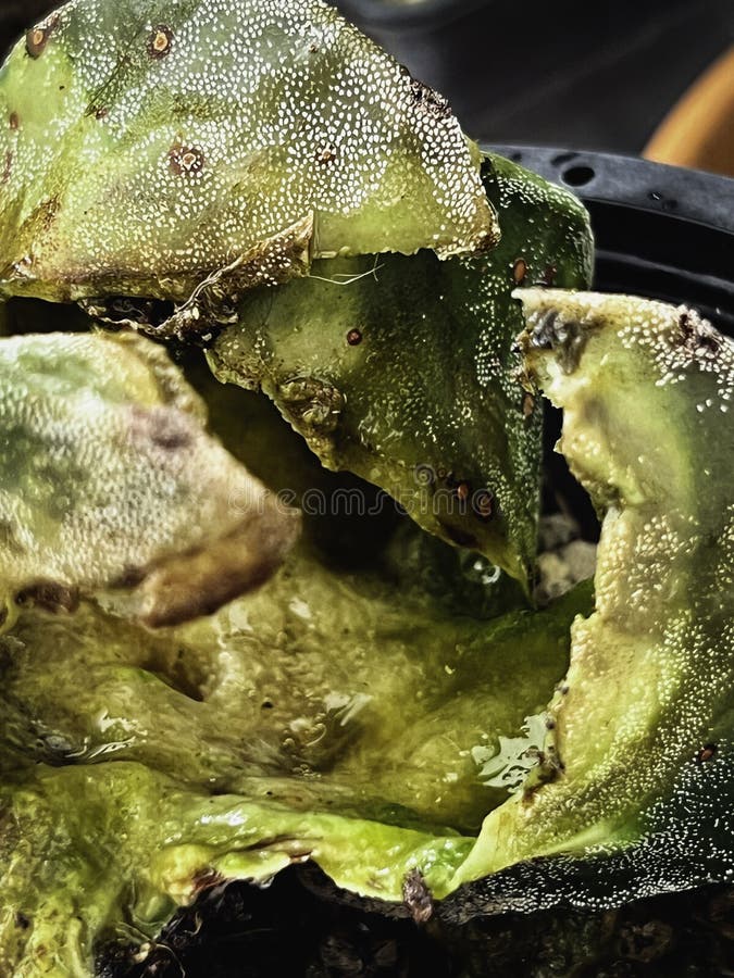 Surface of Cactus Getting Rotten and Dead from Fungal and Bacteria ...