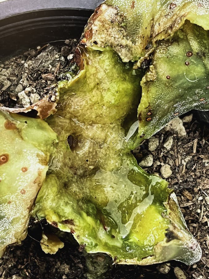 Surface of Cactus Getting Rotten and Dead from Fungal and Bacteria ...