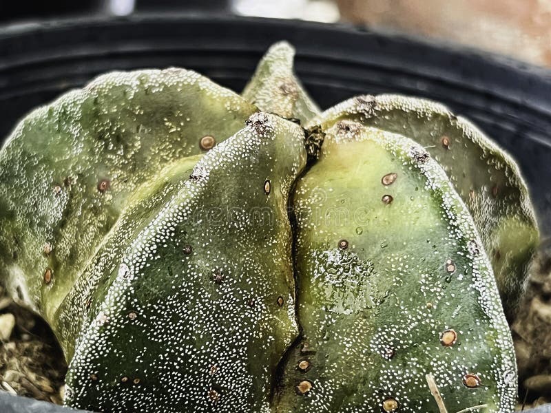 Surface of Cactus Getting Rotten and Dead from Fungal and Bacteria ...
