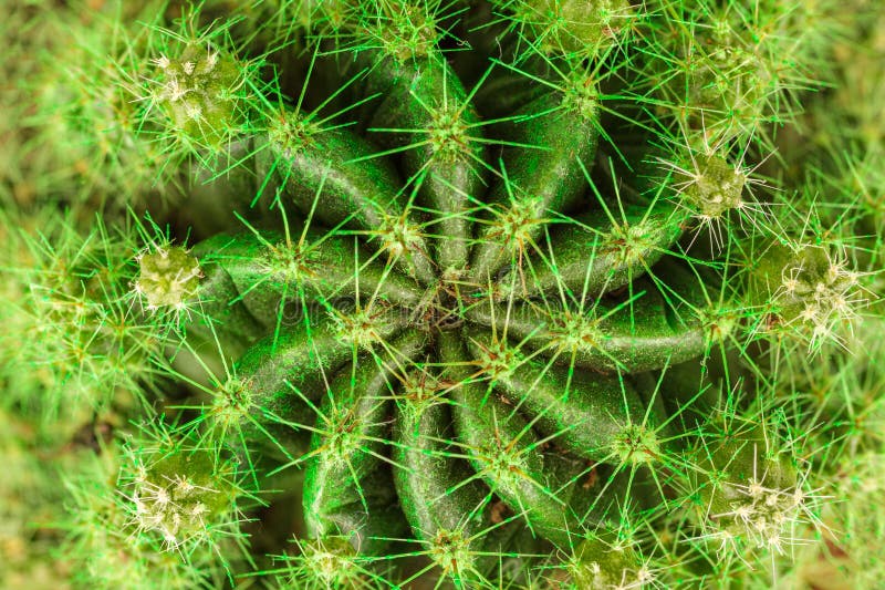 Surface cactus structure stock photo. Image of yellow - 324400824