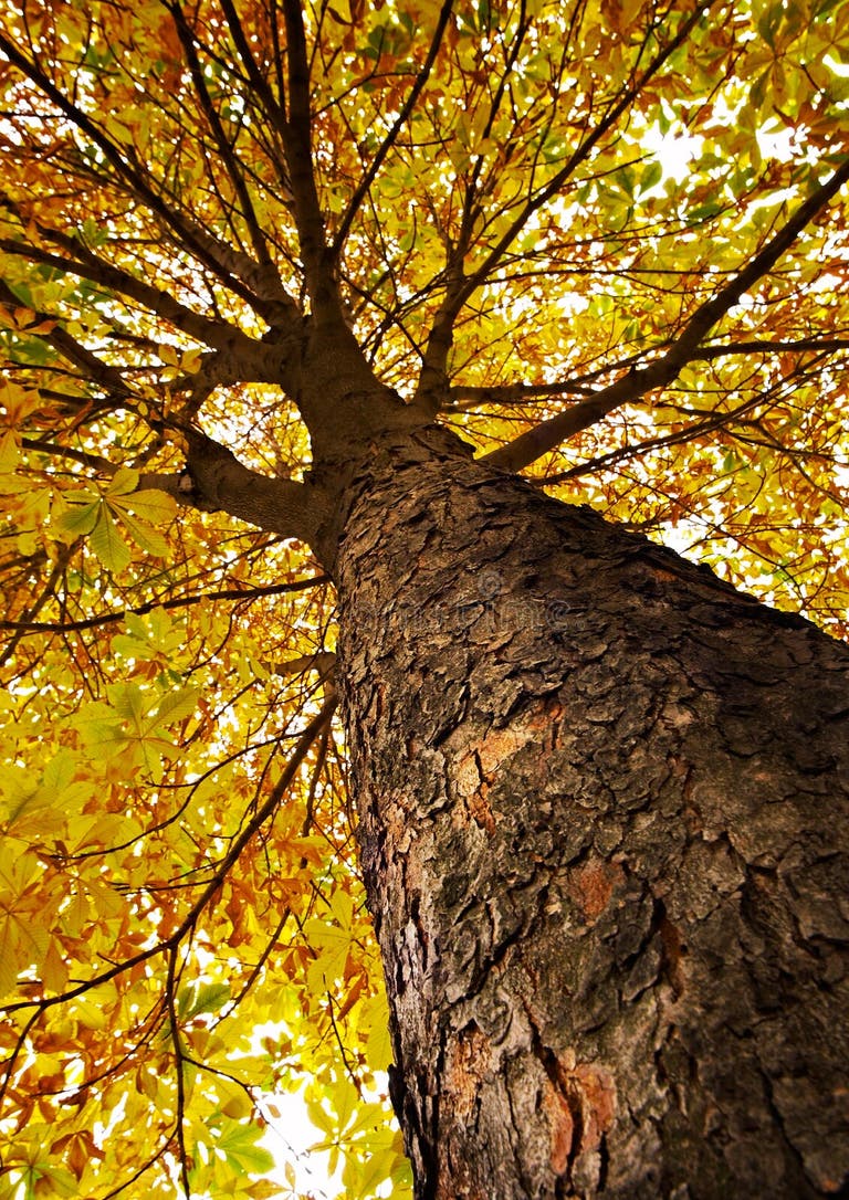 3,295 Chestnut Surface Hairs Stock Photos - Free & Royalty-Free Stock ...