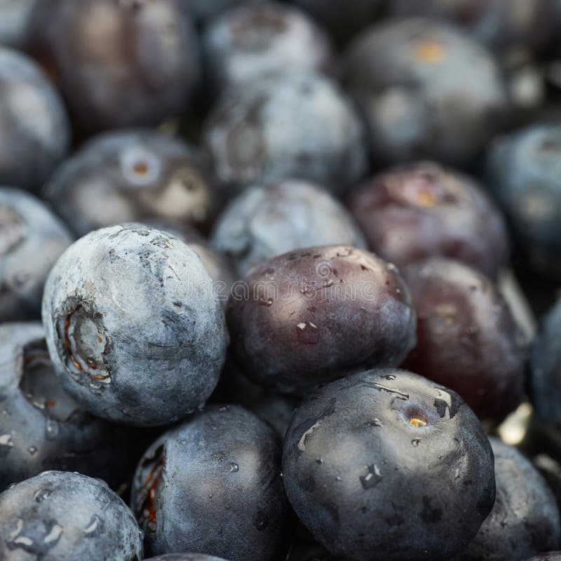 Surface Coated with Bilberries Stock Image - Image of berry, food: 69289761