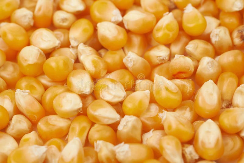 Surface Coated with Corn Kernels Stock Photo - Image of harvest, pile ...