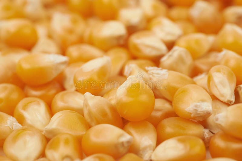 Surface Coated with Corn Kernels Stock Photo - Image of crop, pile ...