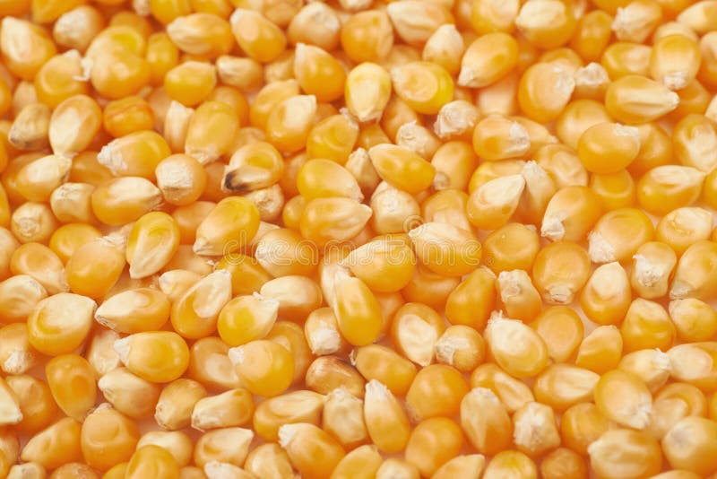 Surface Coated with Corn Kernels Stock Photo - Image of crop, indian ...