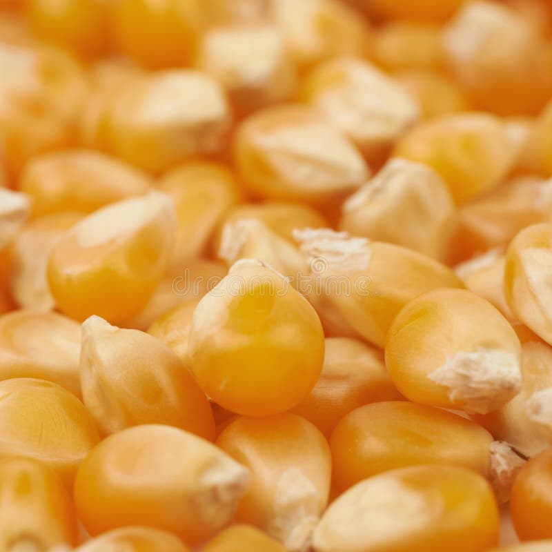 Surface Coated with Corn Kernels Stock Image - Image of orange, crop ...