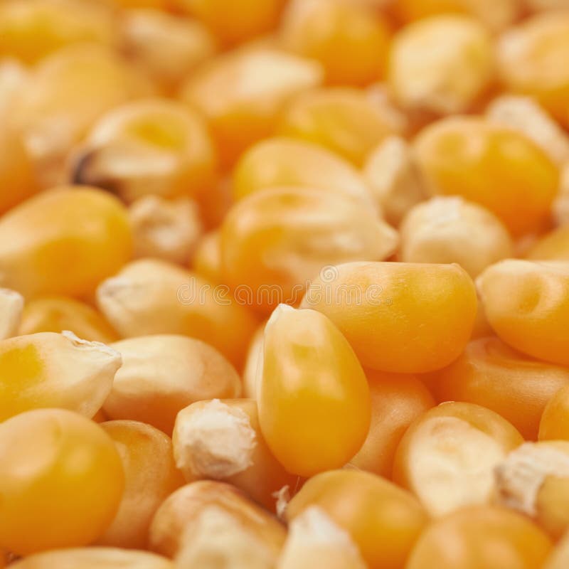 Surface Coated with Corn Kernels Stock Photo - Image of golden, pile ...