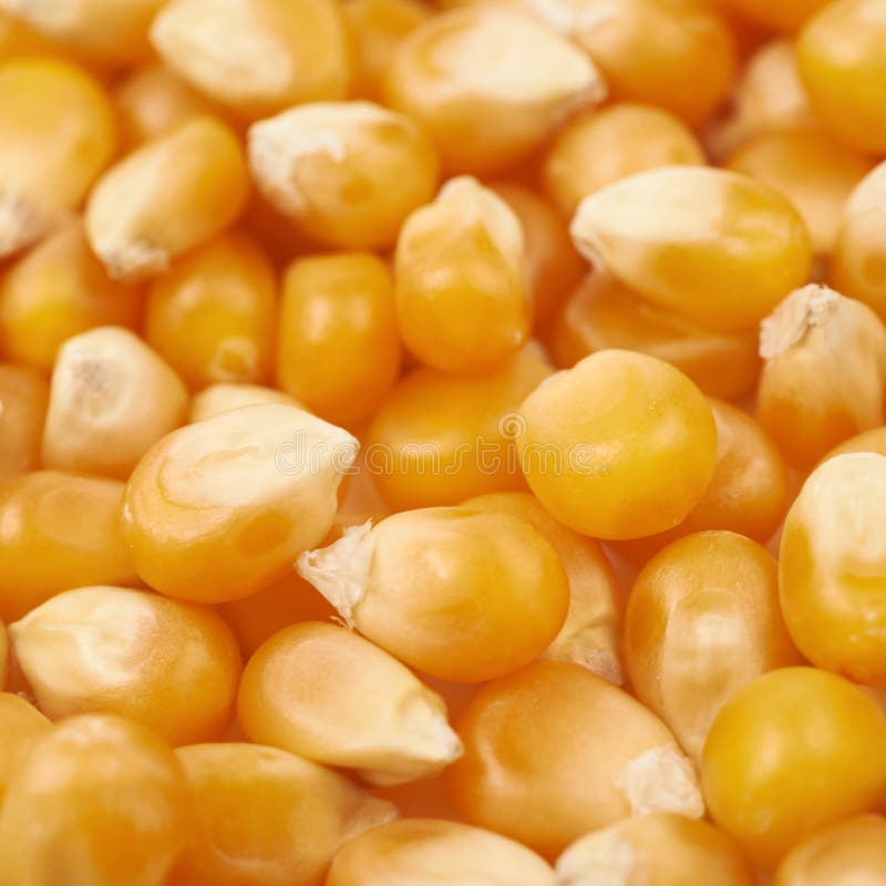Surface Coated with Corn Kernels Stock Photo - Image of detail, natural ...