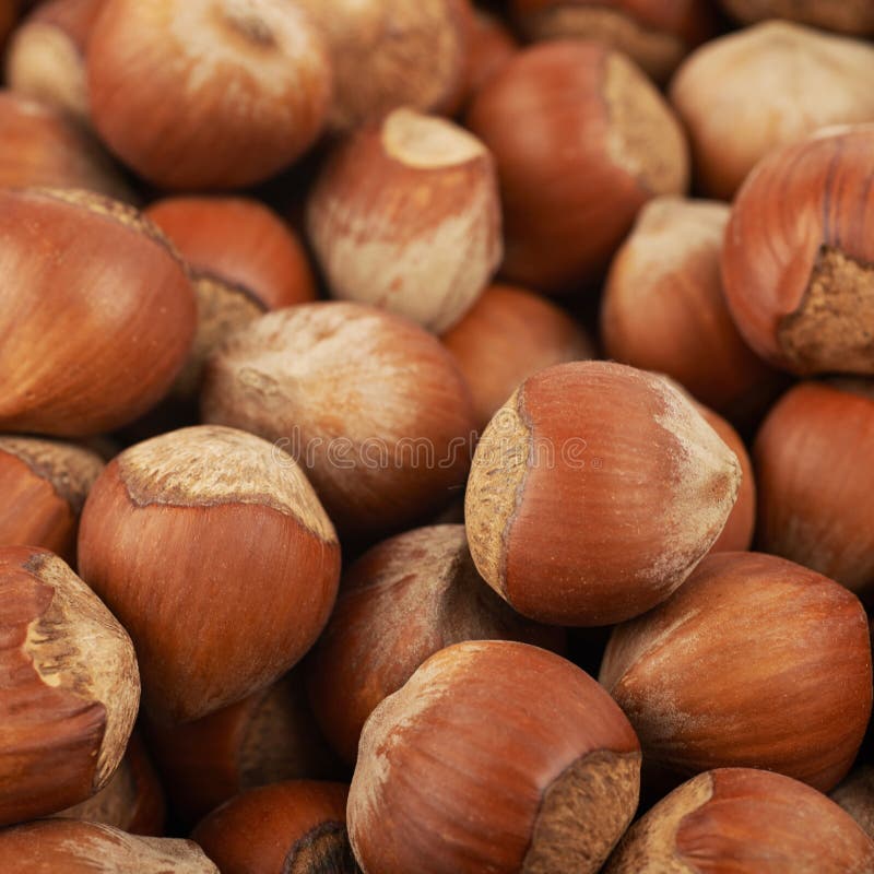 Surface Coated with Hazelnuts Stock Image - Image of backdrop, kernel ...