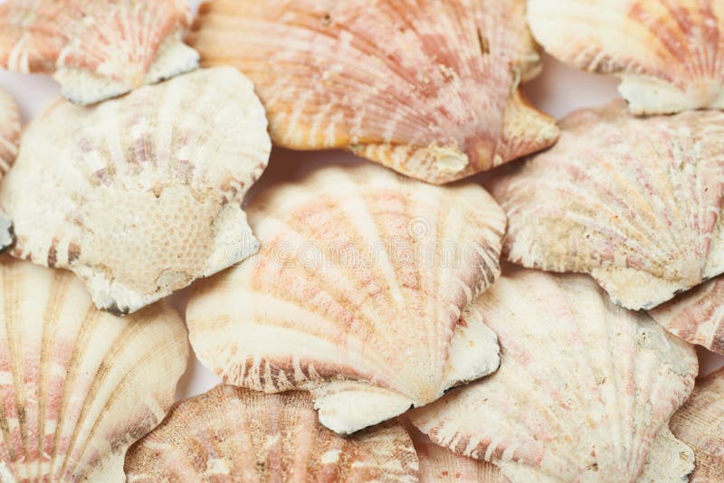 Surface Coated with the Sea Shells Stock Image - Image of conch ...