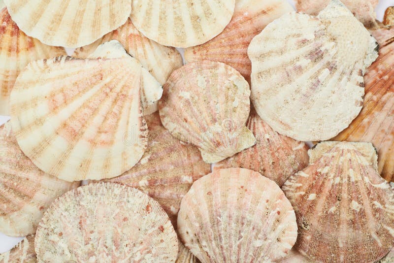 Surface Coated with the Sea Shells Stock Image - Image of decor, life ...