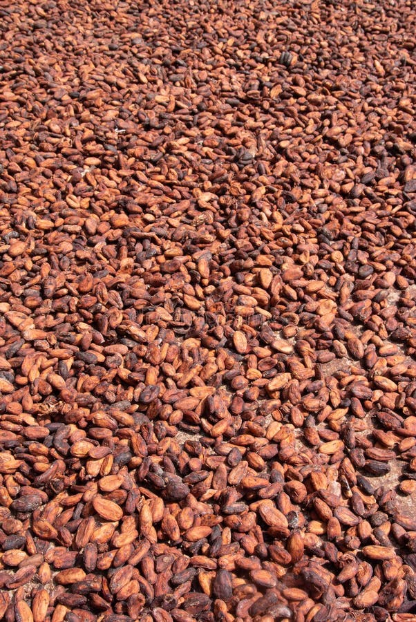 Surface of Cocoa Nuts Drying Stock Image - Image of chocolate, yard ...