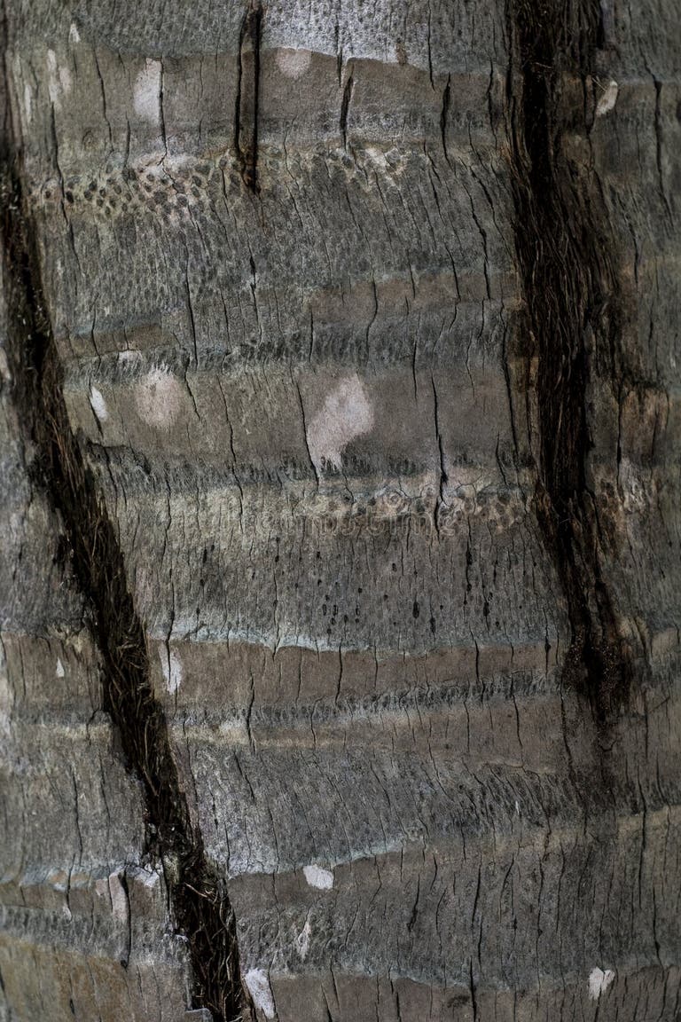 677 Vietnam Tree Bark Stock Photos - Free & Royalty-Free Stock Photos ...