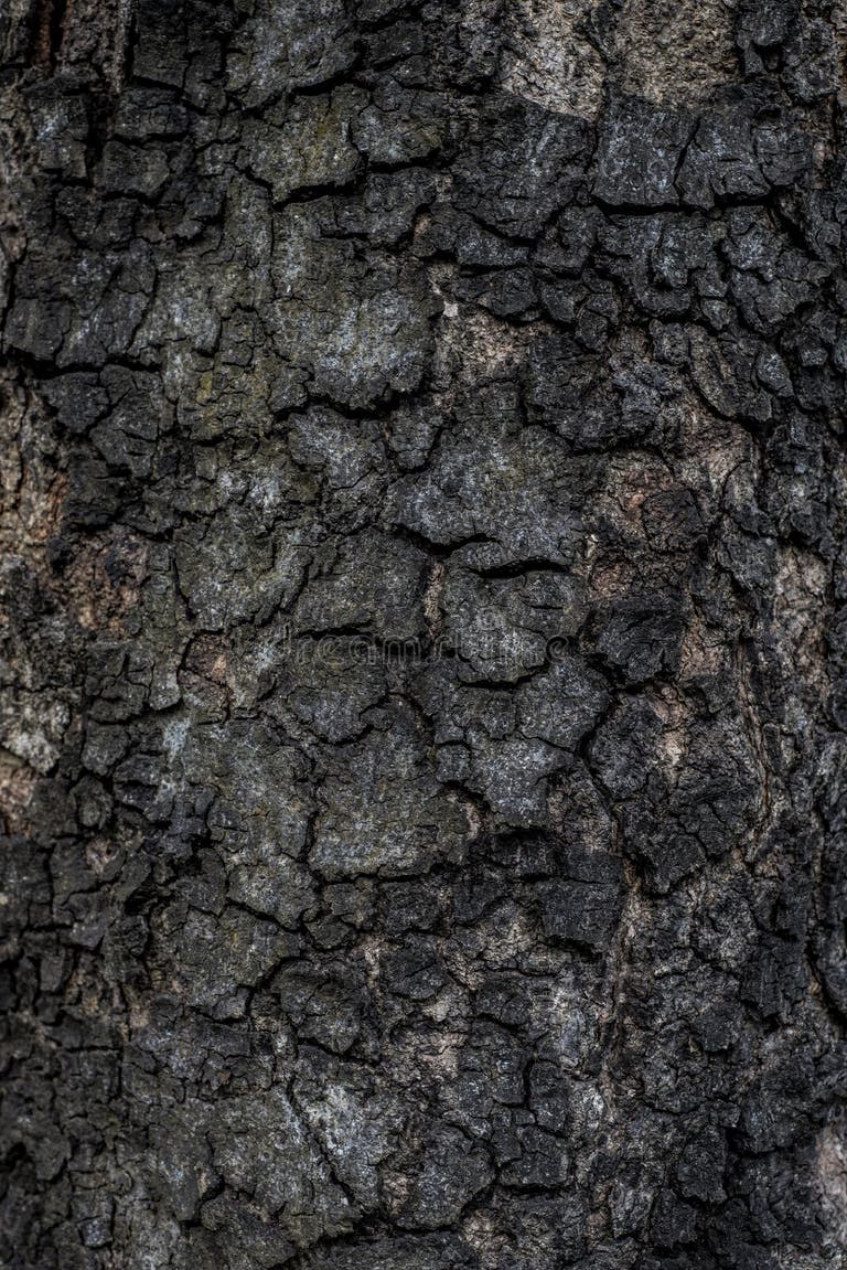 677 Vietnam Tree Bark Stock Photos - Free & Royalty-Free Stock Photos ...