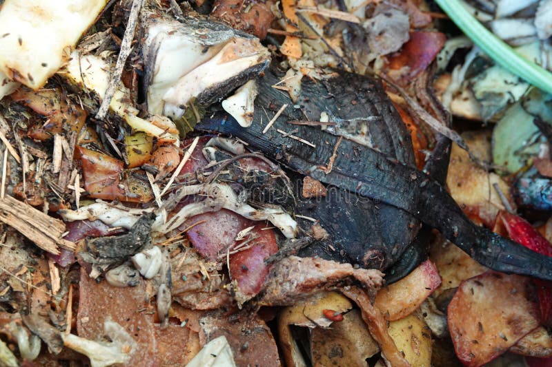 Surface Composting Background. Stock Photo - Image of organic, fresh ...