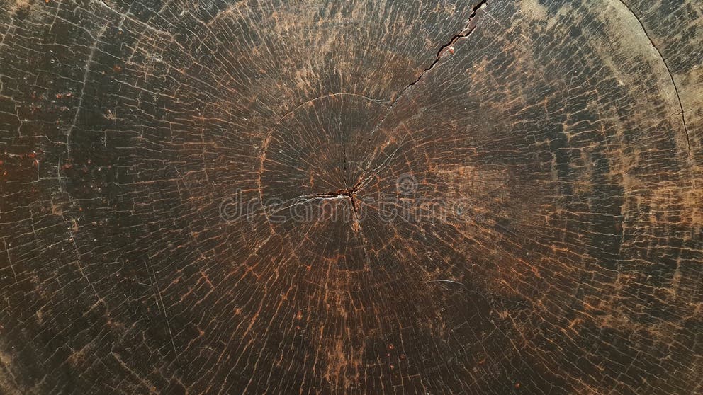 Surface core trees stock image. Image of panel, background - 51538227