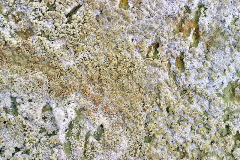 Barnacles on Rusty Shipwreck Stock Photo - Image of rusty, shipwreck ...