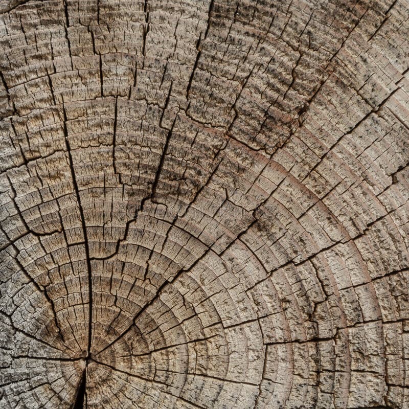 Surface Cross-section Logs. Wood Texture. Stock Photo - Image of wooden ...