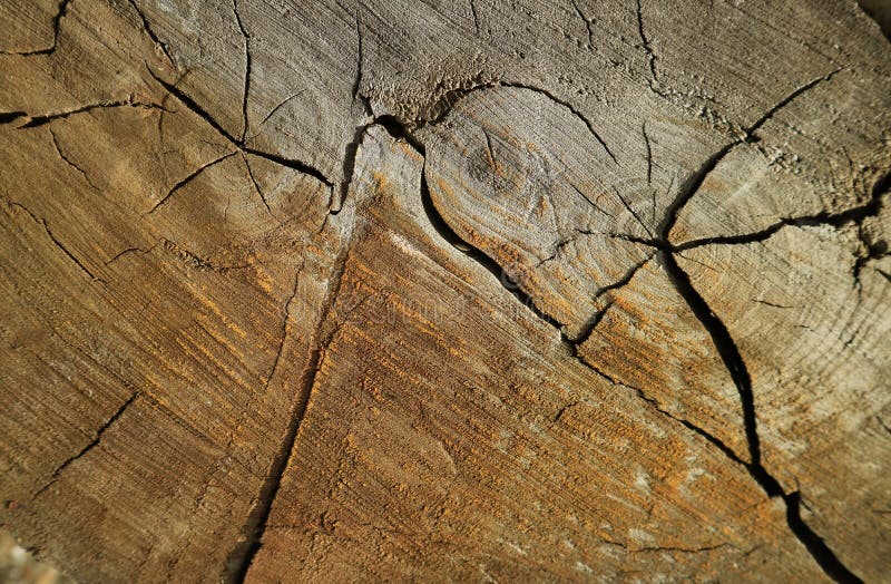 Surface of the Cross Section of Wood Log with Many Cracks on Rough ...