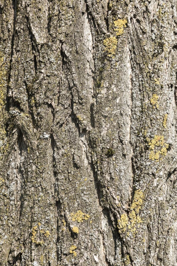 Crust of the old tree stock photo. Image of pollution - 177925848